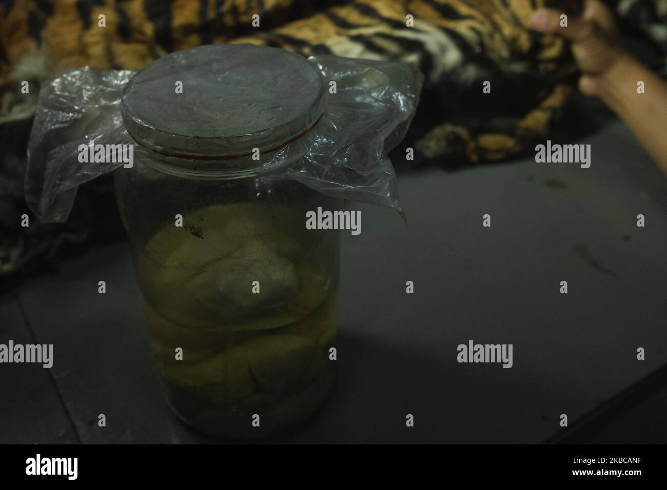 a skin and four Sumatran tiger (Panthera tigris sumatrae) fetuses ...