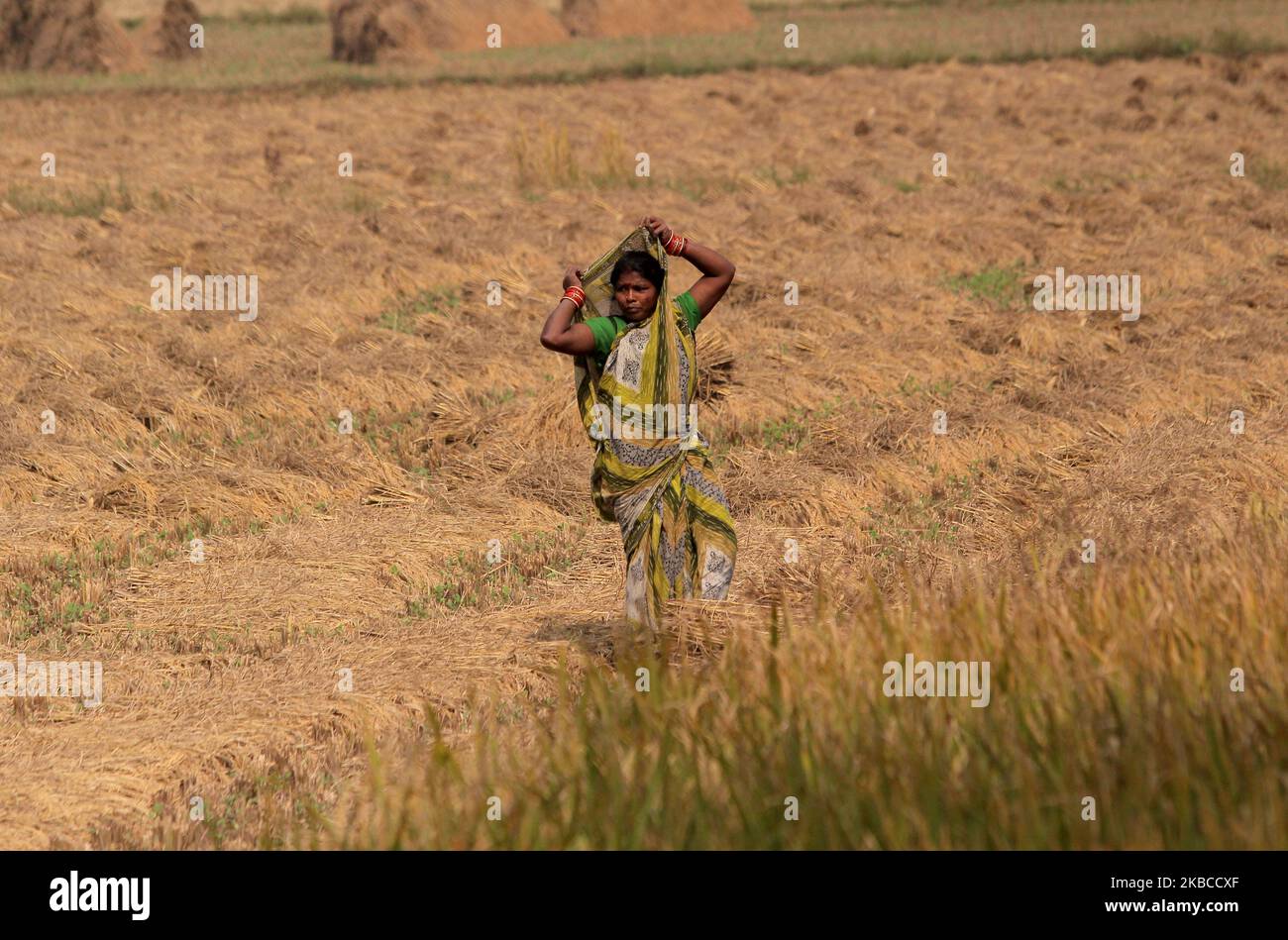 Ripen paddy fields hi-res stock photography and images - Alamy
