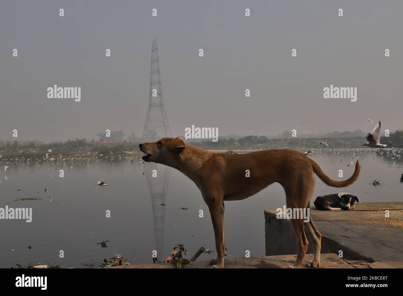 Stray dog barks hi-res stock photography and images - Alamy