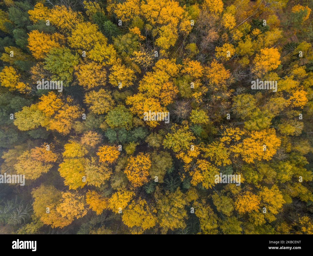 Trees top down view hi-res stock photography and images - Alamy