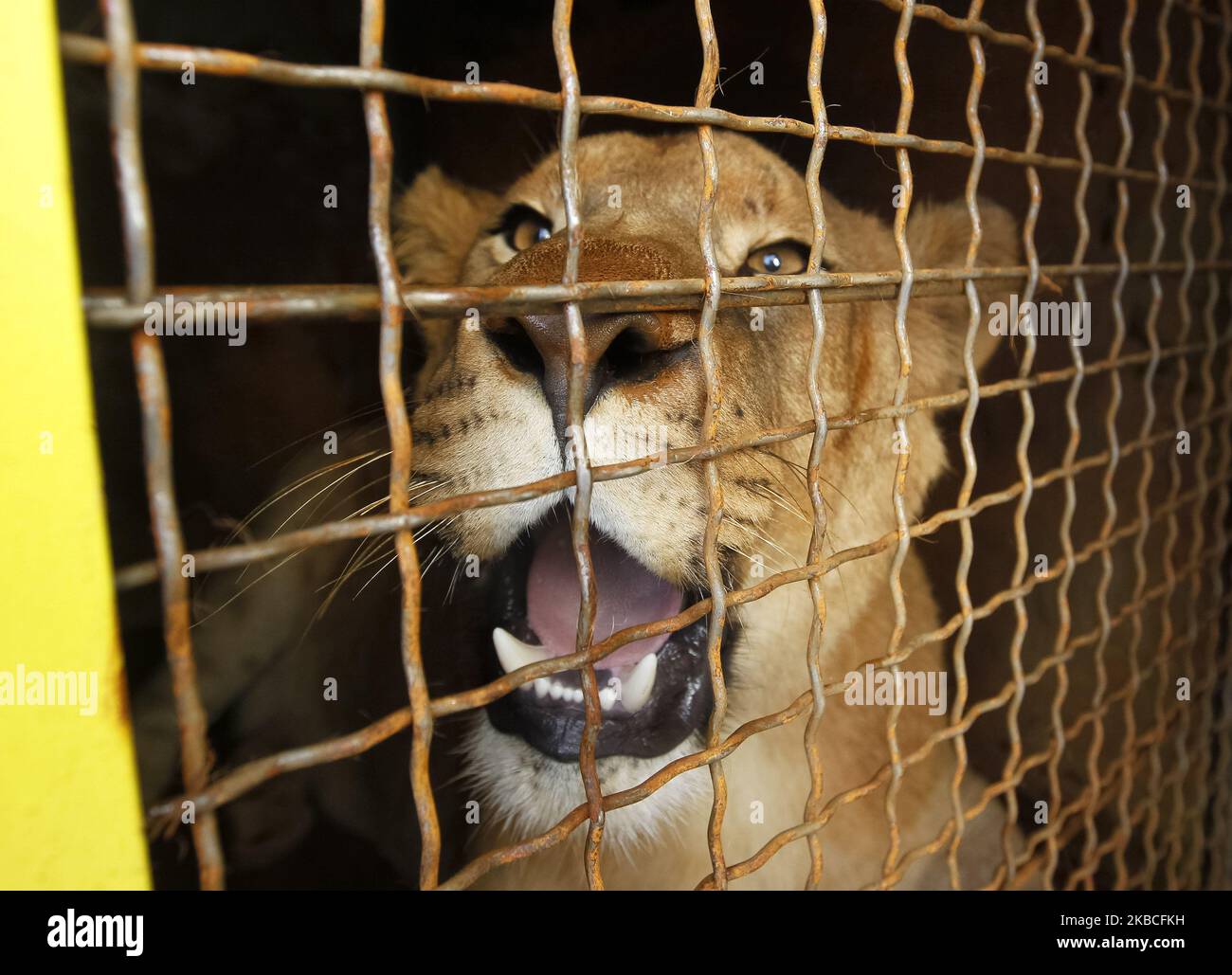 Predators ubuntu wildlife sanctuary hi-res stock photography and images ...