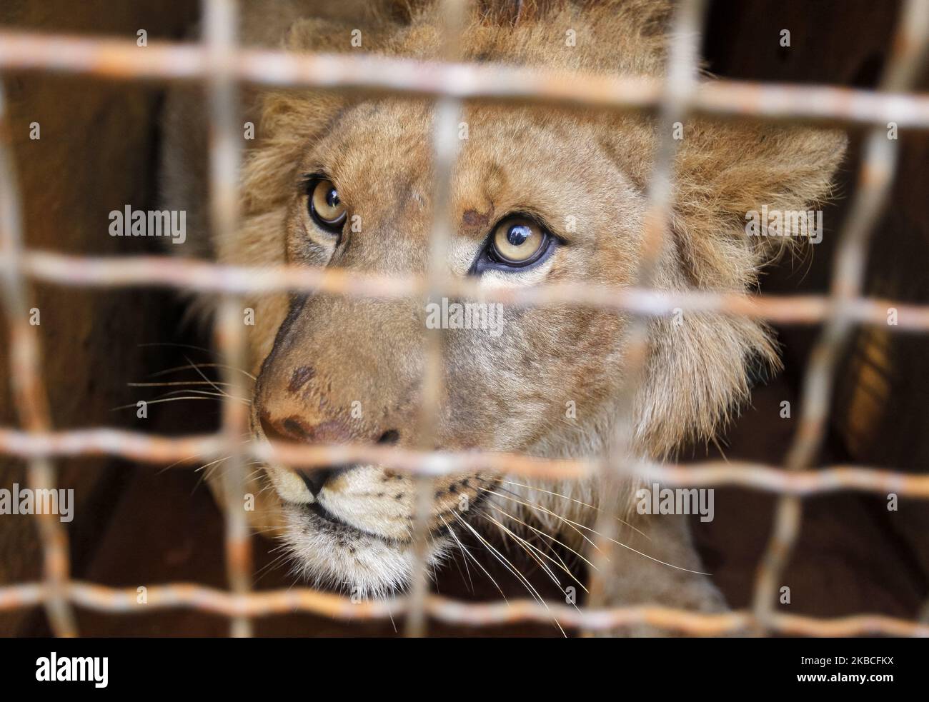 A lion is seen during sent of five young lions from an Ukrainian zoo to ...
