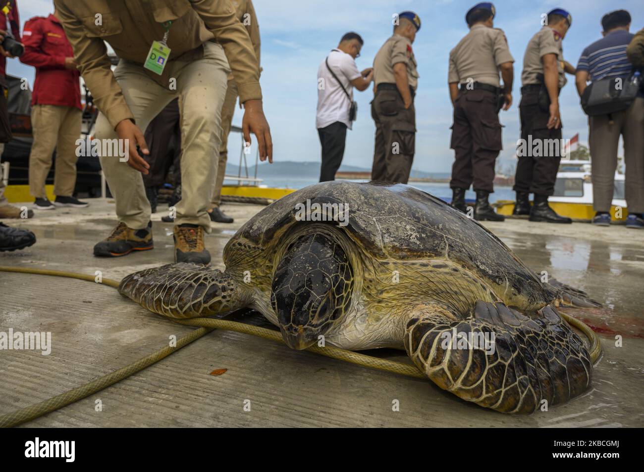 An officer tries to detain Green Turtles (Chelonia mydas) which keep ...