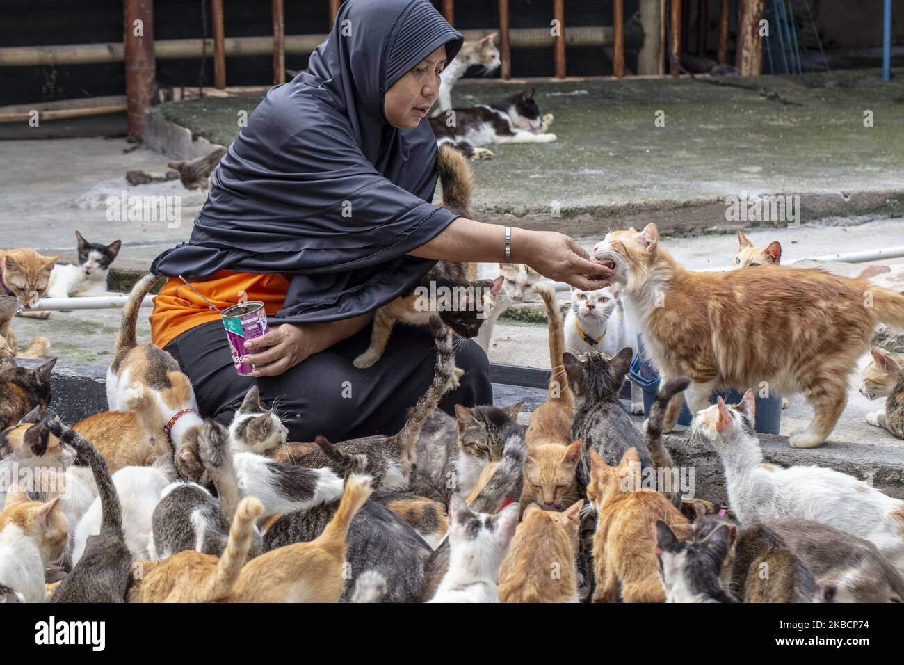 Parung cat house hi-res stock photography and images - Alamy