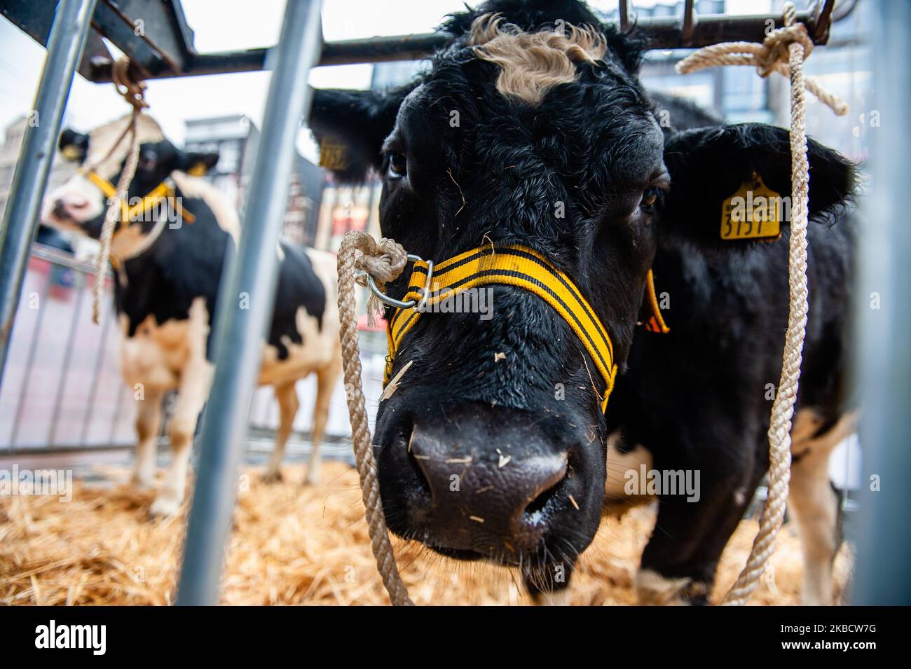 A cow is showing to the public, during the first action taken by ...