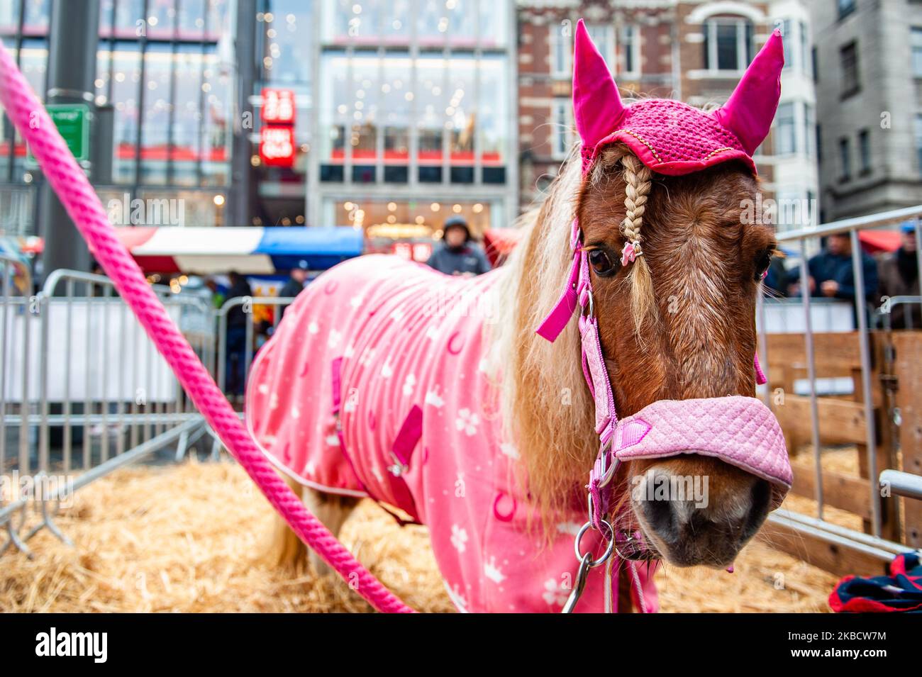 A pony with a pink hat is howing to the public, during the first action ...