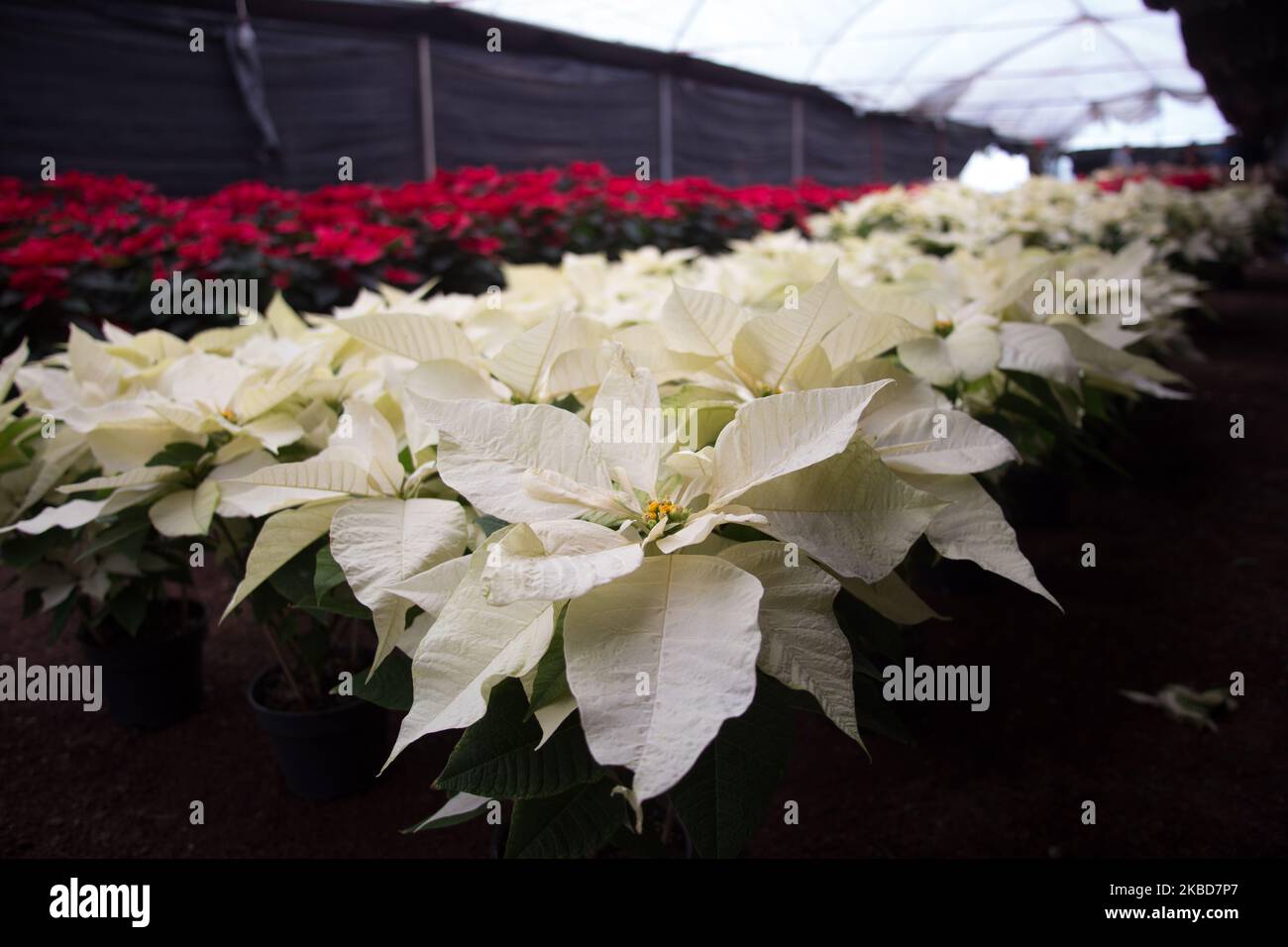 Elias de la cruz hi-res stock photography and images - Alamy