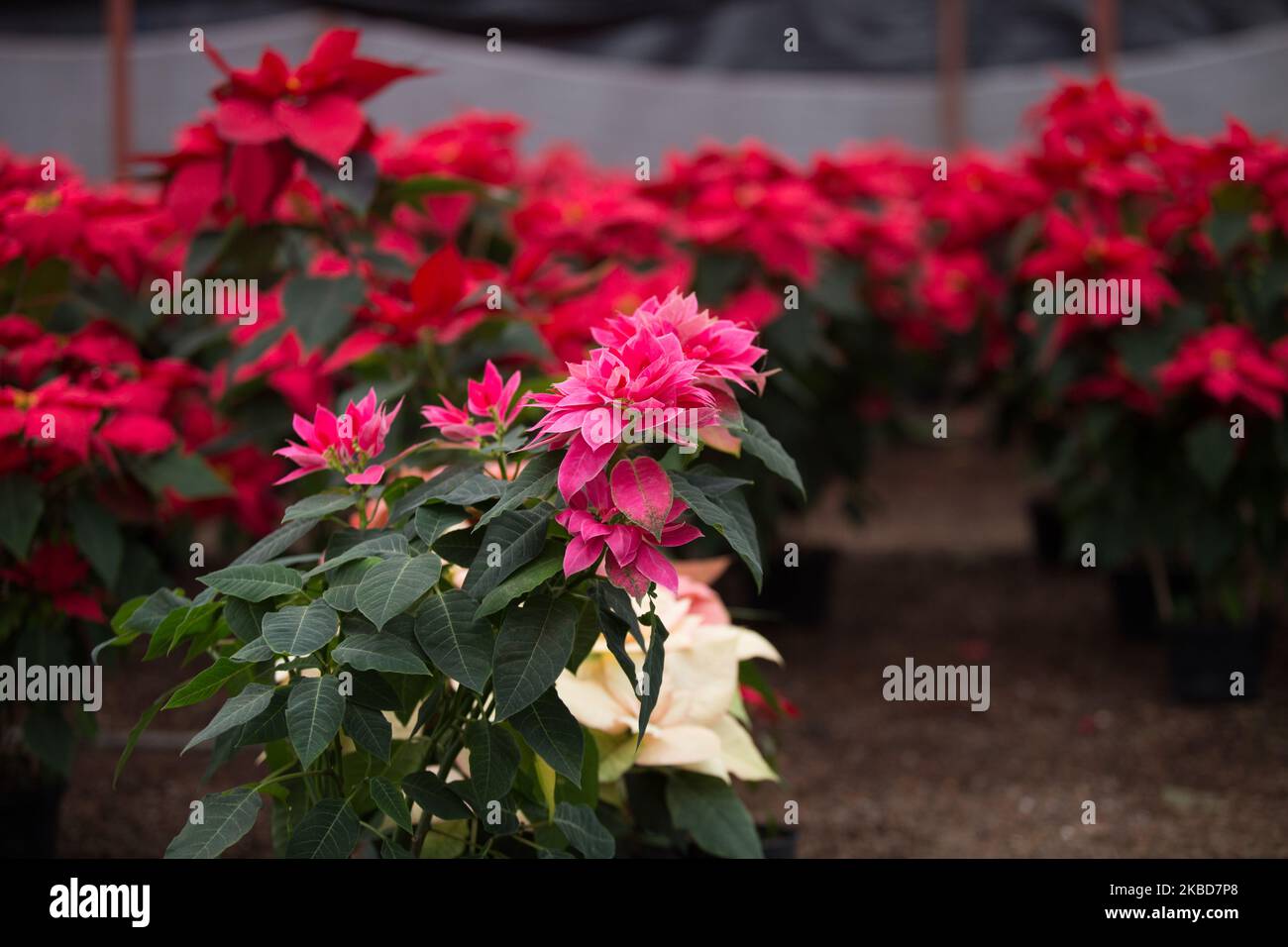 Elias de la cruz hi-res stock photography and images - Alamy