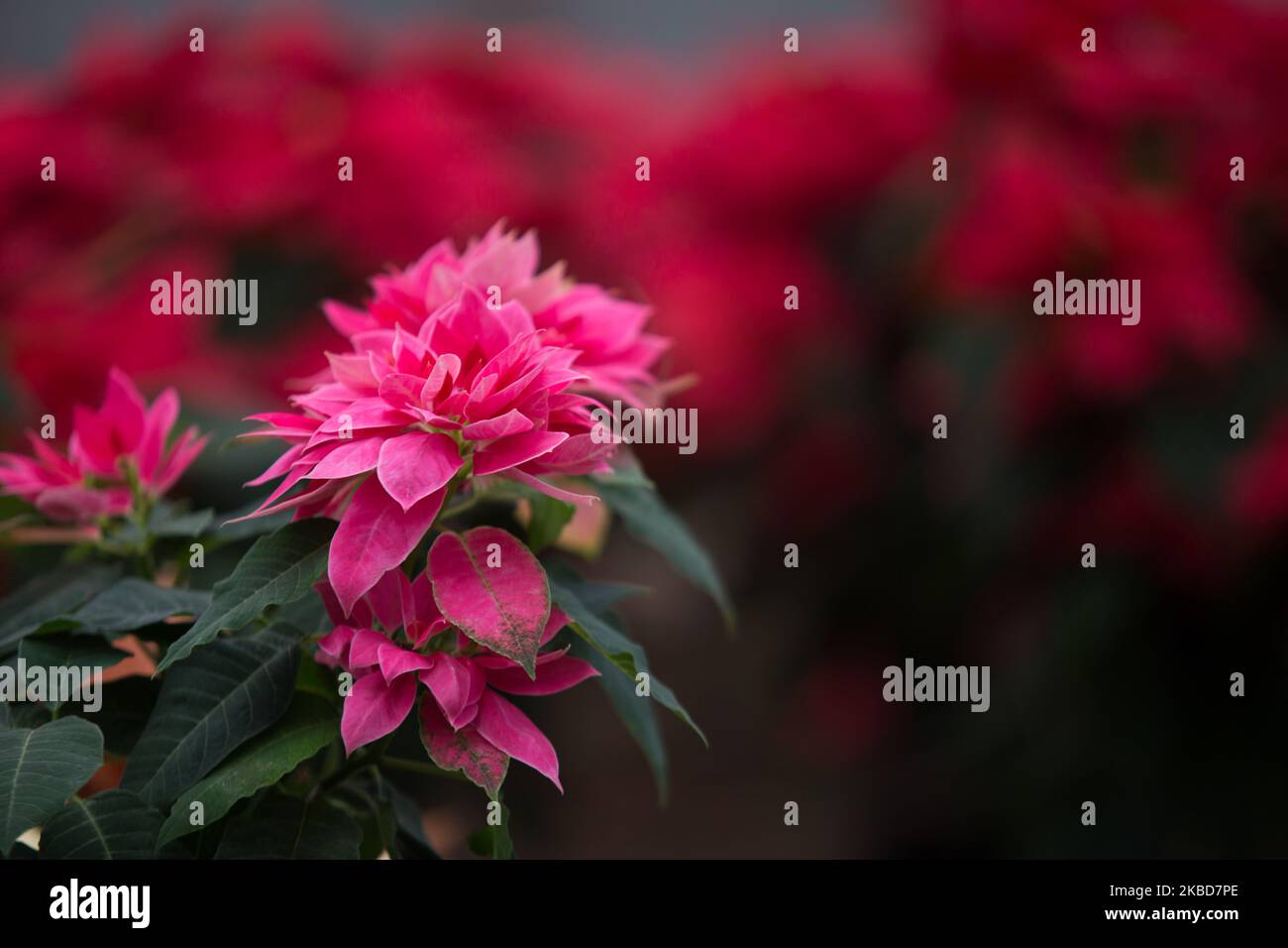 Elias de la cruz hi-res stock photography and images - Alamy