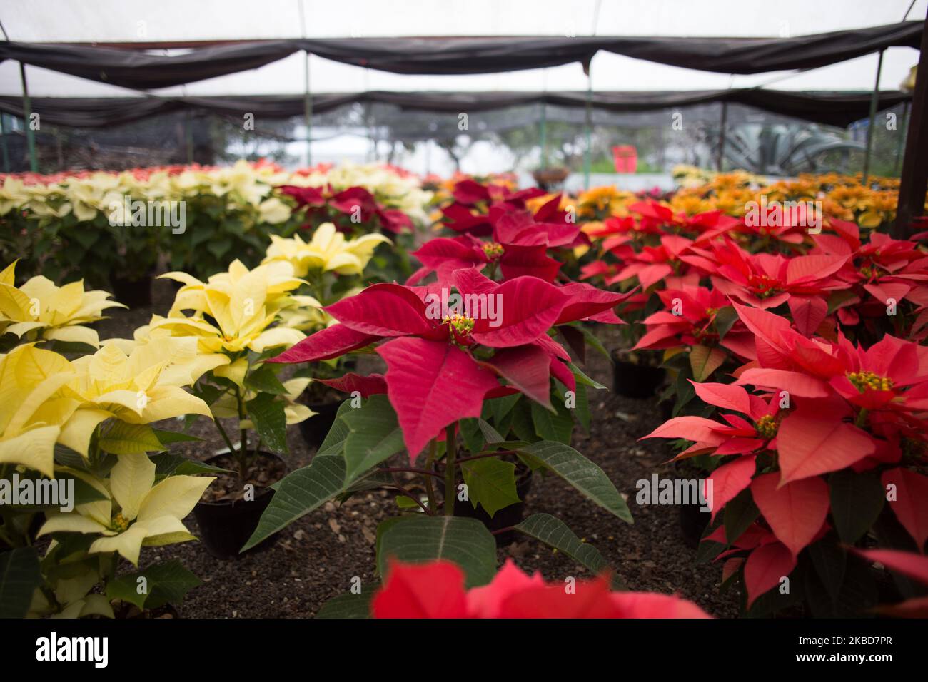 Elias de la cruz hi-res stock photography and images - Alamy