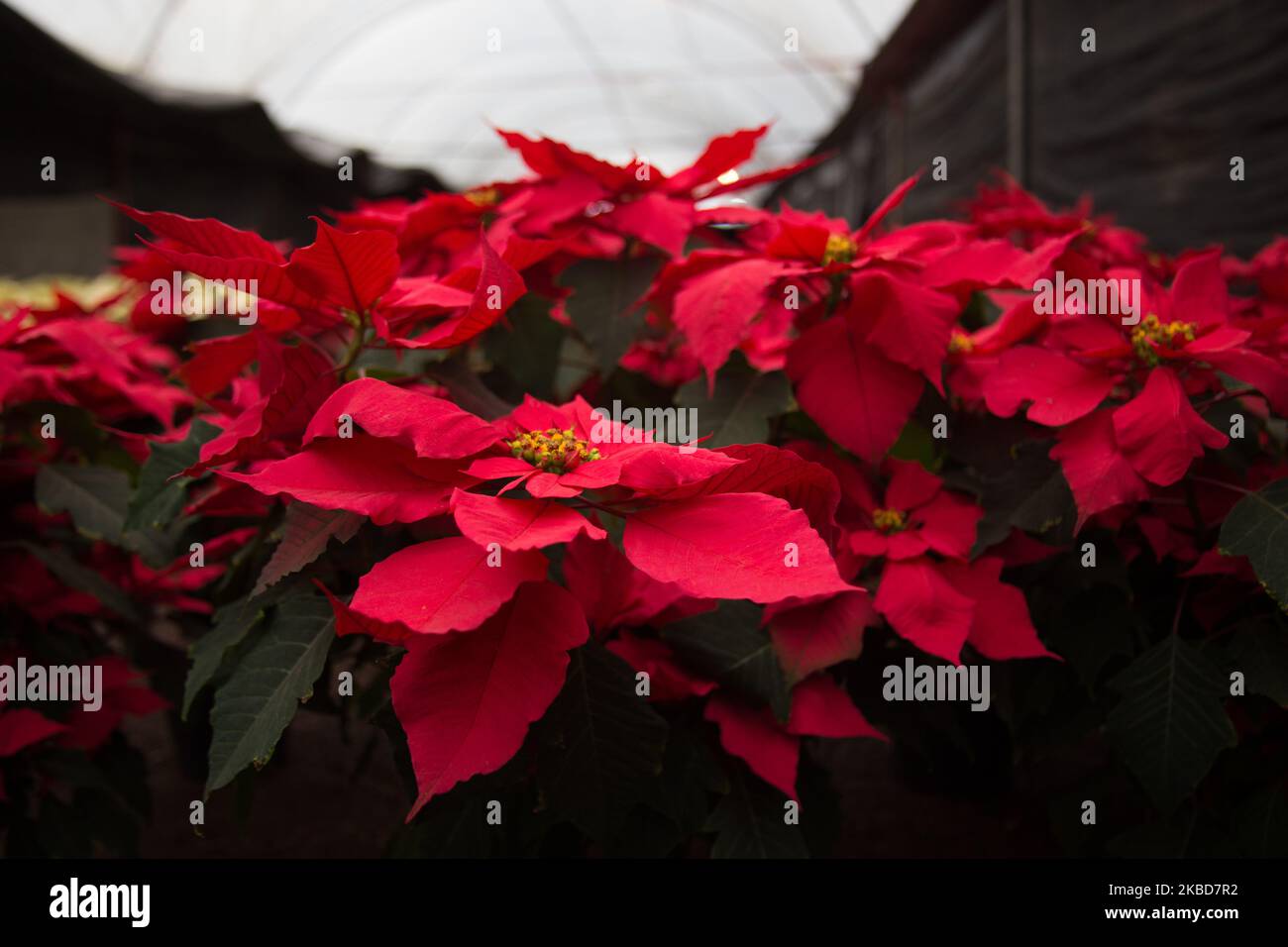 Elias de la cruz hi-res stock photography and images - Alamy