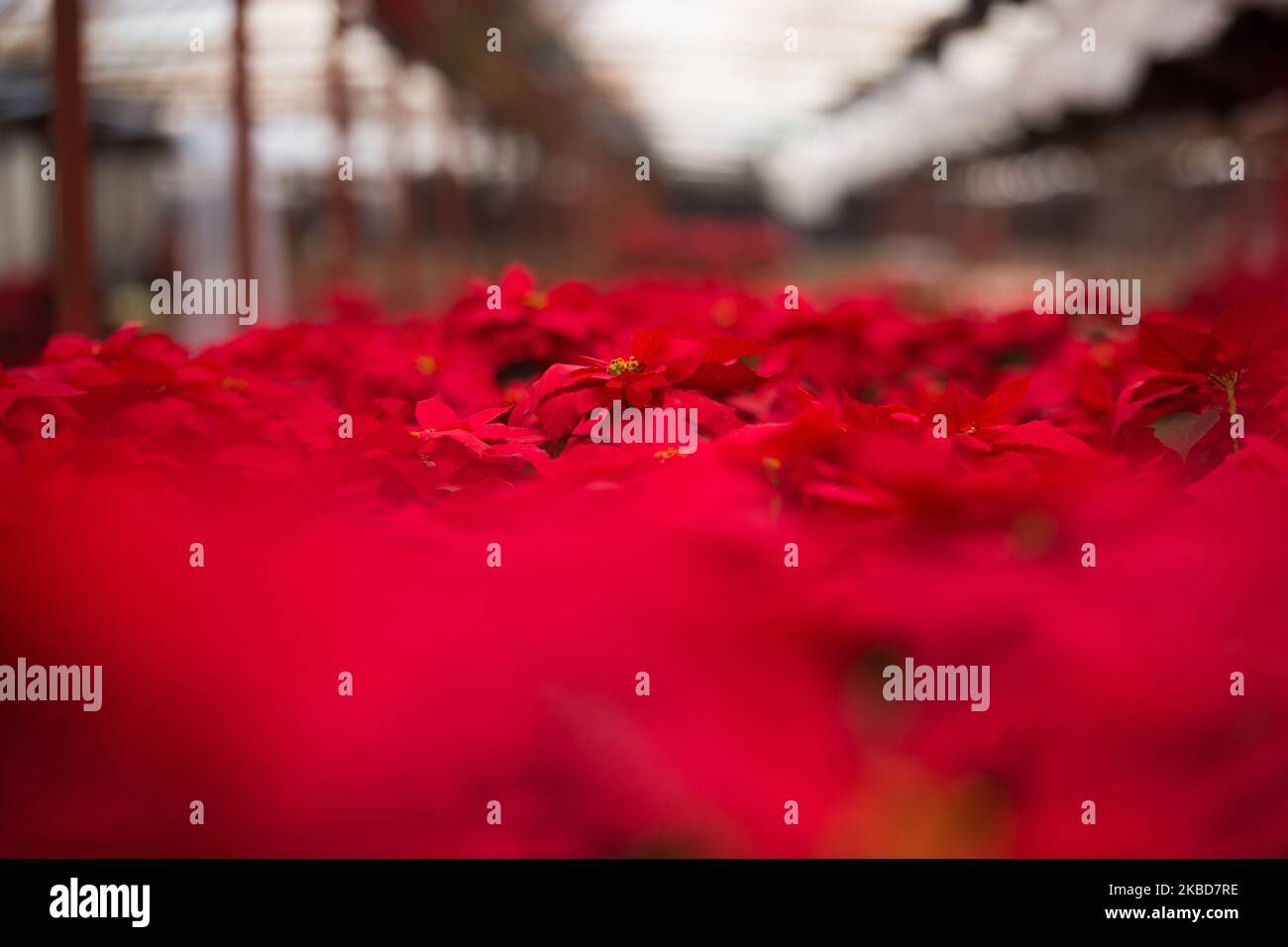 Elias de la cruz hi-res stock photography and images - Alamy