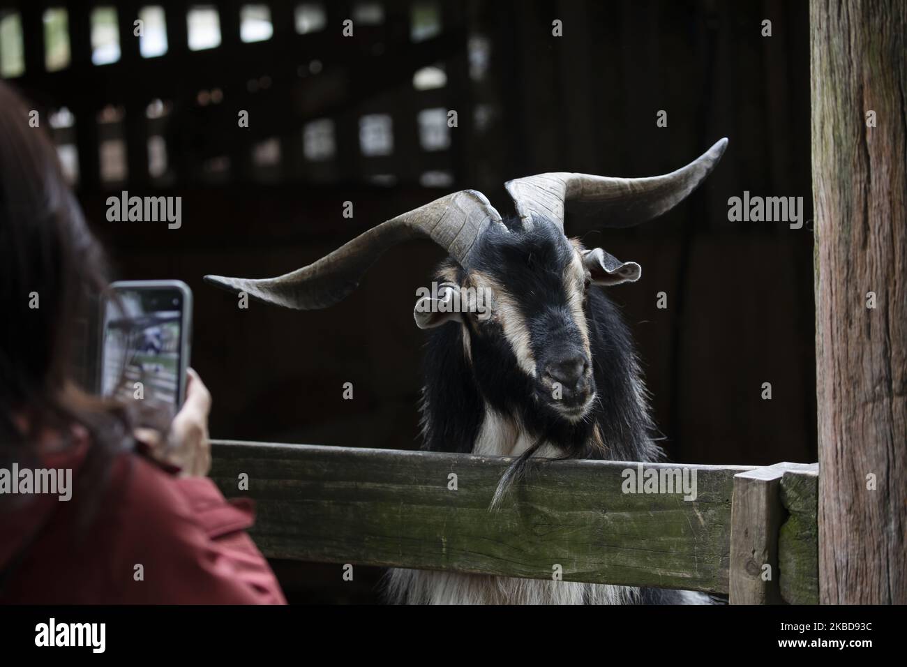A visitor takes pictures of an Arapawa Goat at Willowbank Wildlife ...