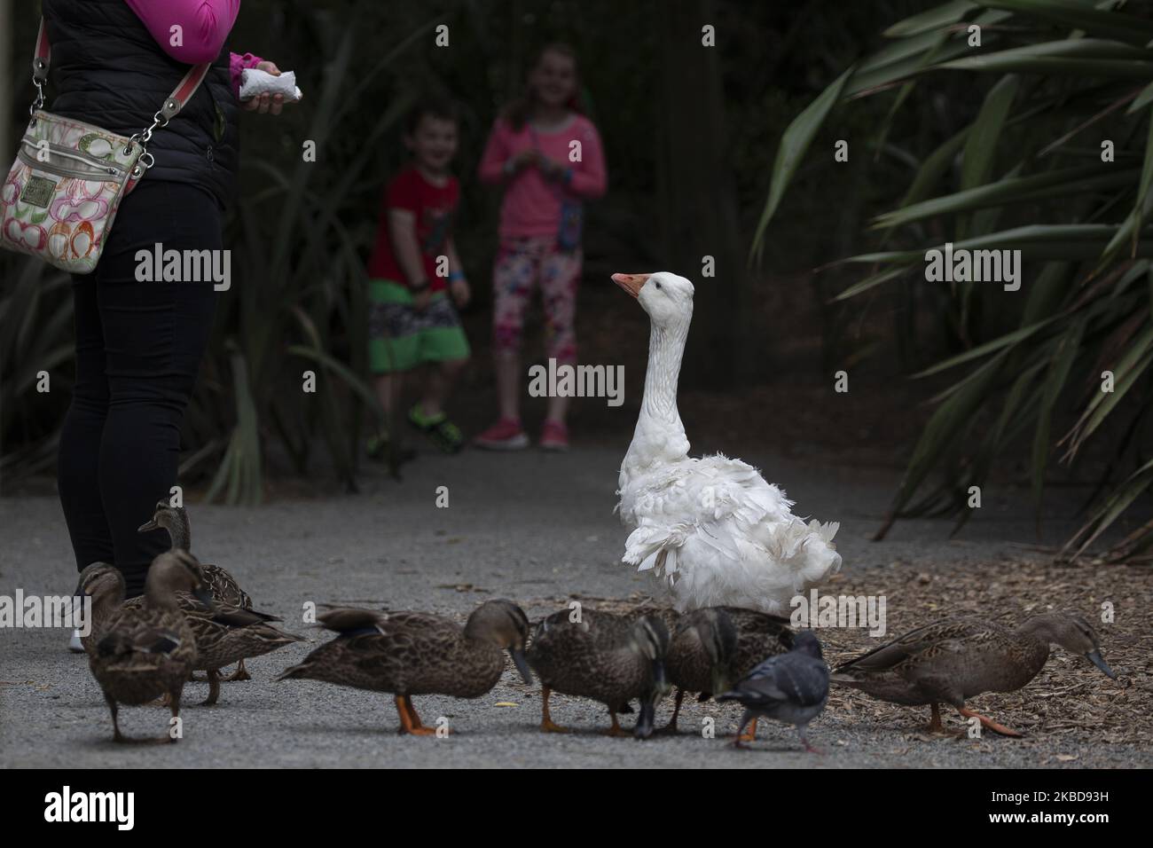 Ducks and a Sebastopol Goose (C) seek food from visitors at Willowbank ...
