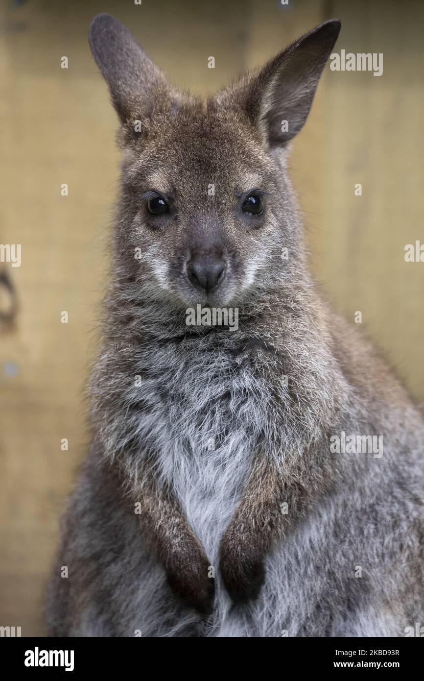 A Bennett's Wallaby (Macropus Rufogriseus) looks on at Willowbank ...