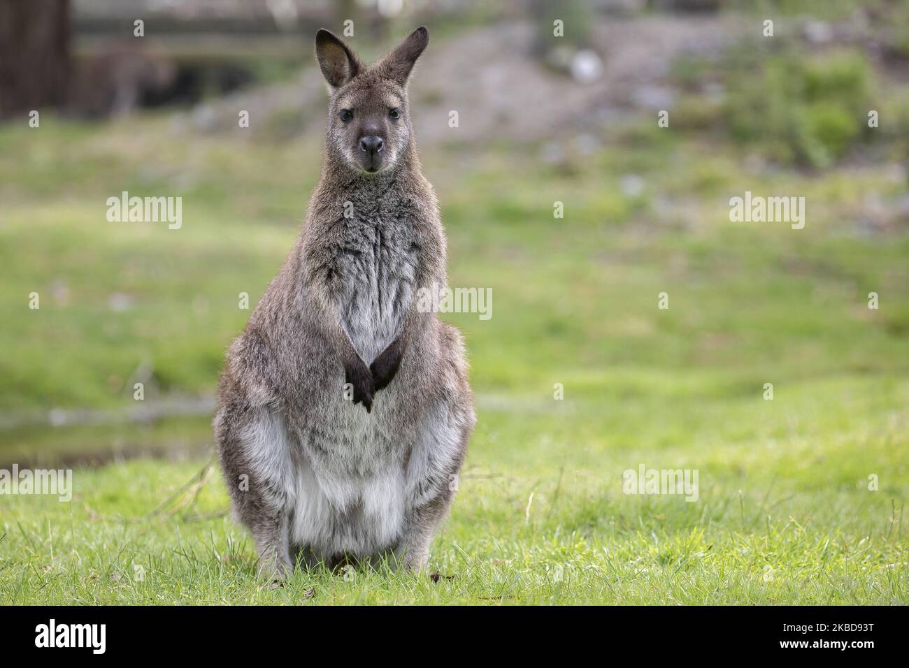 A Bennett's Wallaby (Macropus Rufogriseus) looks on at Willowbank ...