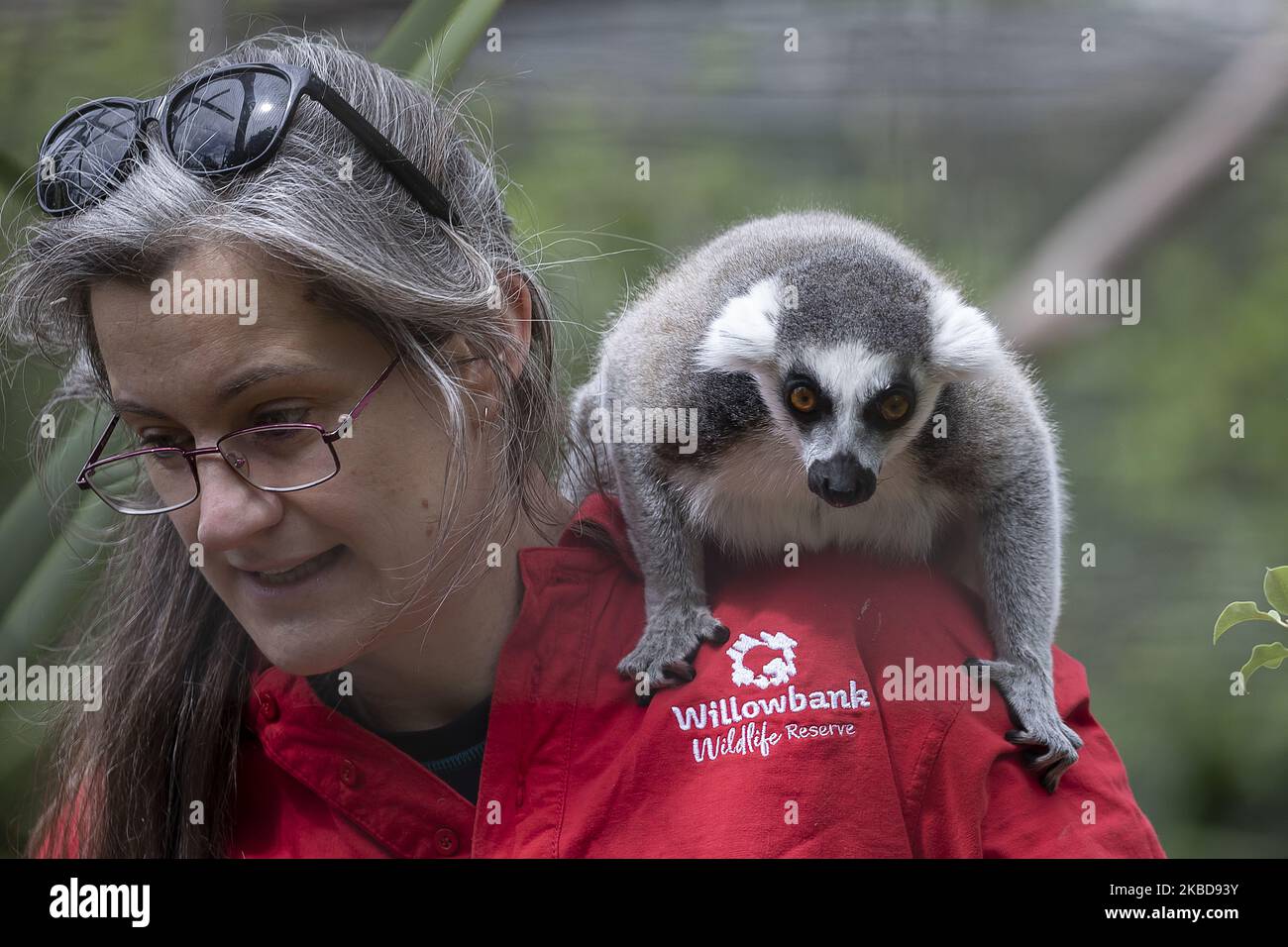 Ring tailed lemur sits on shoulder hi-res stock photography and images ...