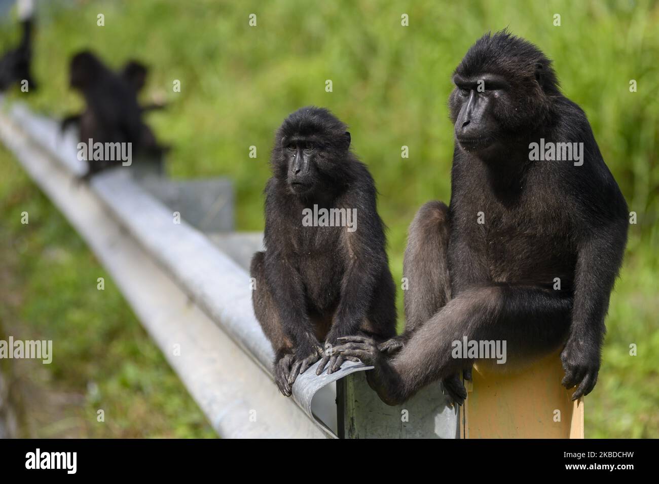 Herd of Sulawesi Black Monkeys (Macaca tonkeana) awaits feeding from ...