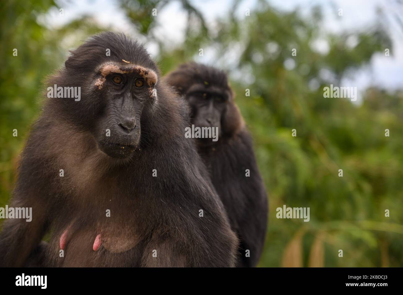 Herd of Sulawesi Black Monkeys (Macaca tonkeana) awaits feeding from ...