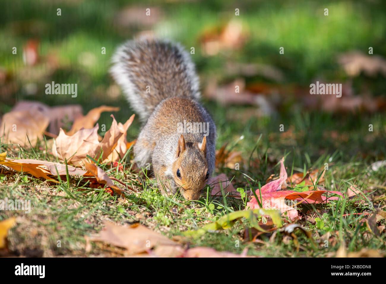 Curious animals of nyc hi-res stock photography and images - Alamy
