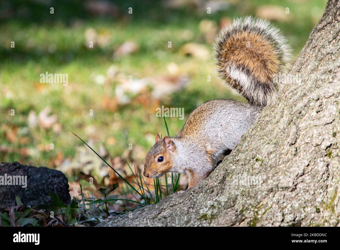 Curious animals of nyc hi-res stock photography and images - Alamy