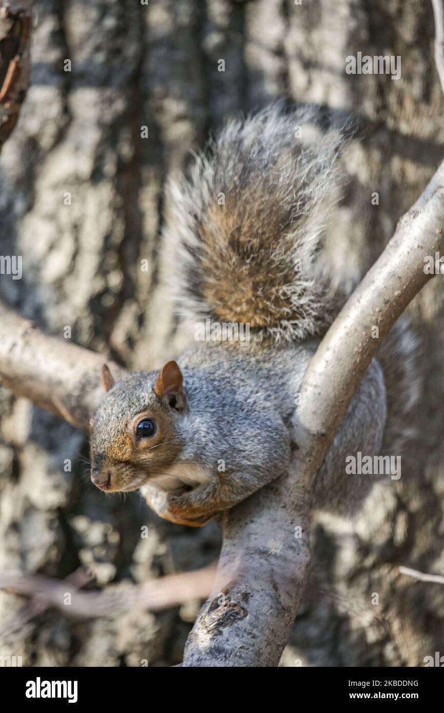 Close up of a Squirrel in Central Park in Manhattan, New York City. The ...