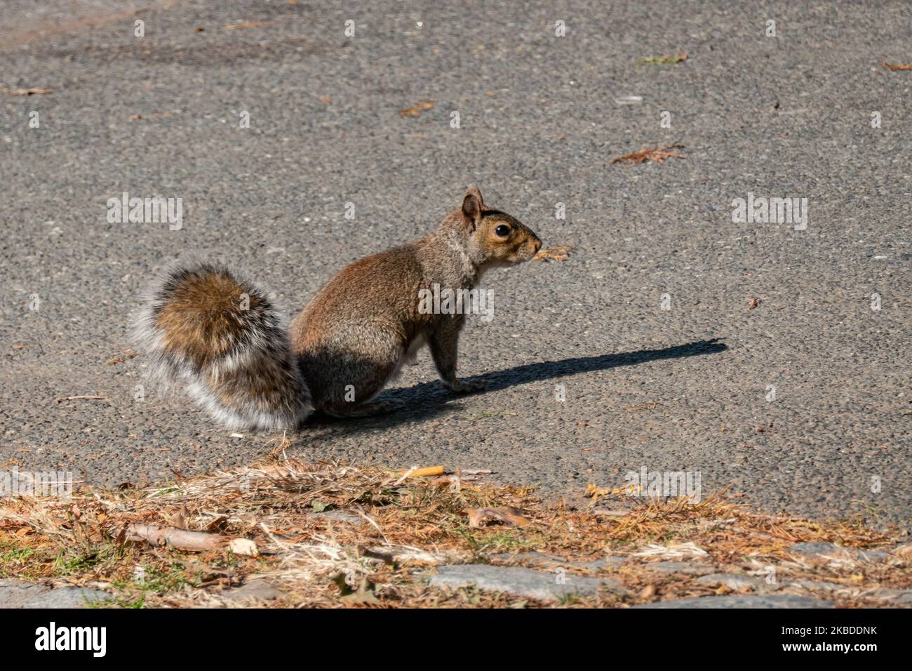 Close up of a Squirrel in Central Park in Manhattan, New York City. The ...