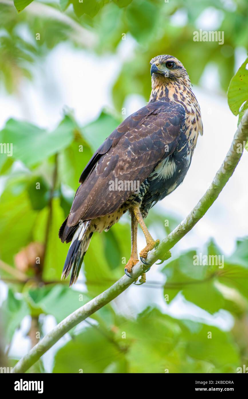 common black hawk (Buteogallus anthracinus) perching on a branch Stock ...