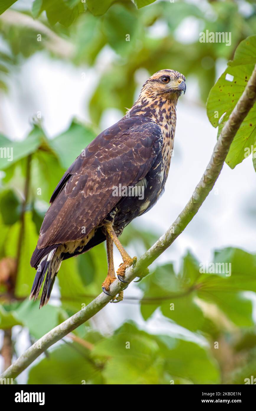 common black hawk (Buteogallus anthracinus) perching on a branch Stock ...