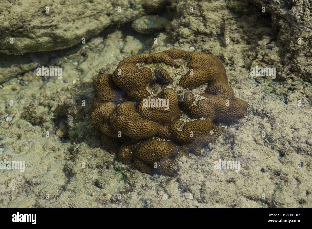 Live coral formation hi-res stock photography and images - Alamy
