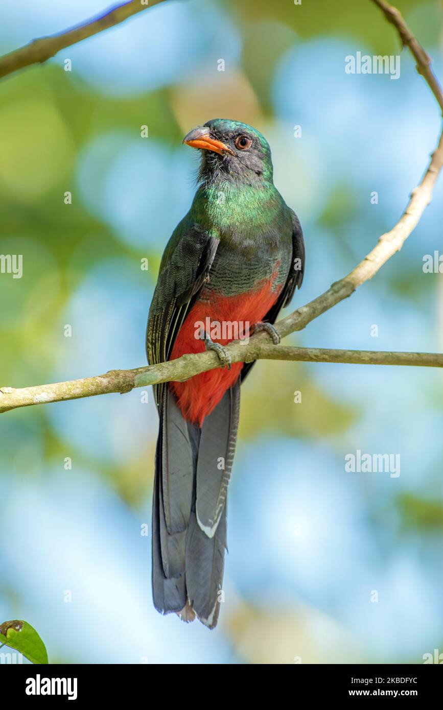 Slaty-tailed trogon (Trogon massena Stock Photo - Alamy