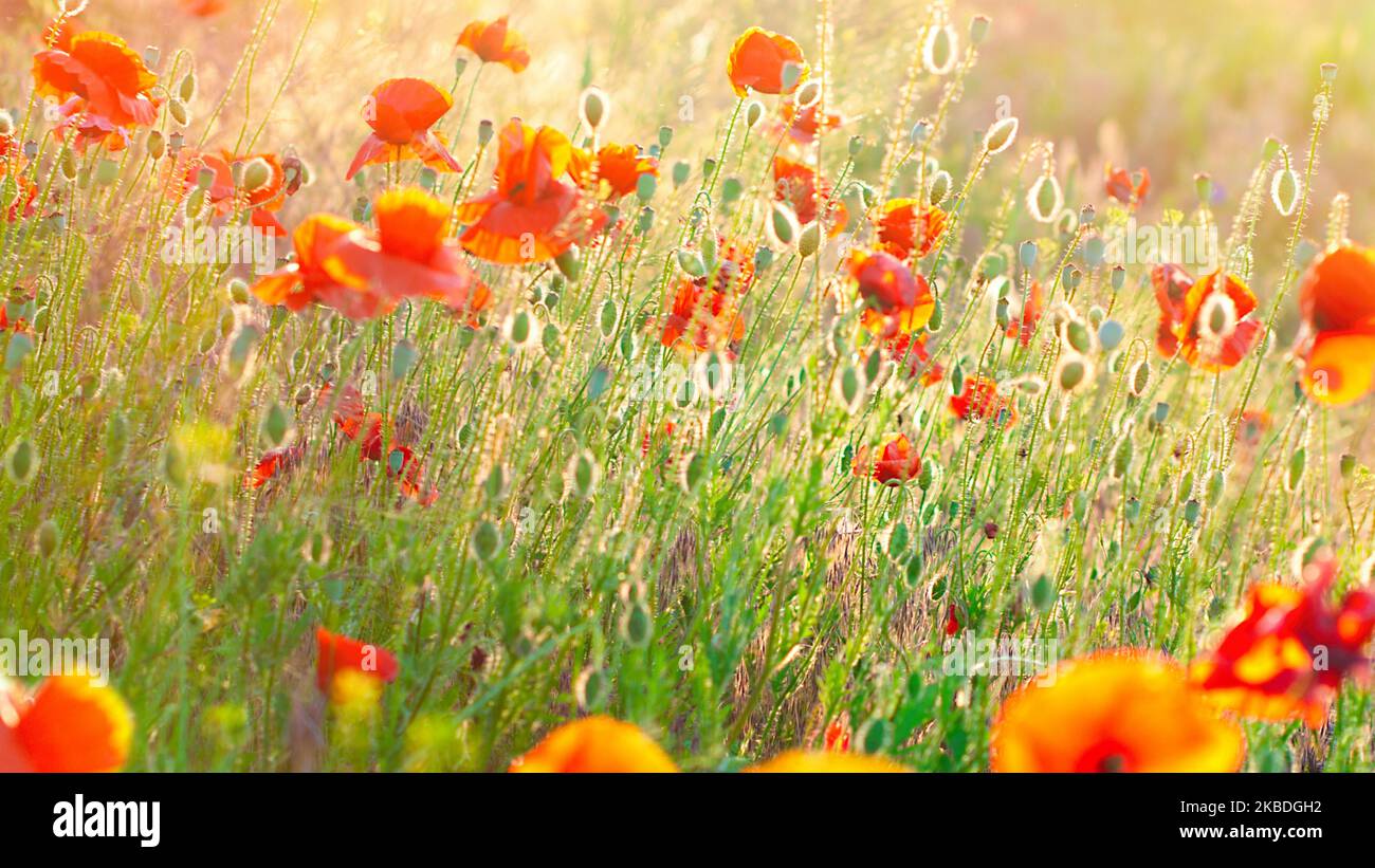 green natural background or wallpaper Stock Photo - Alamy