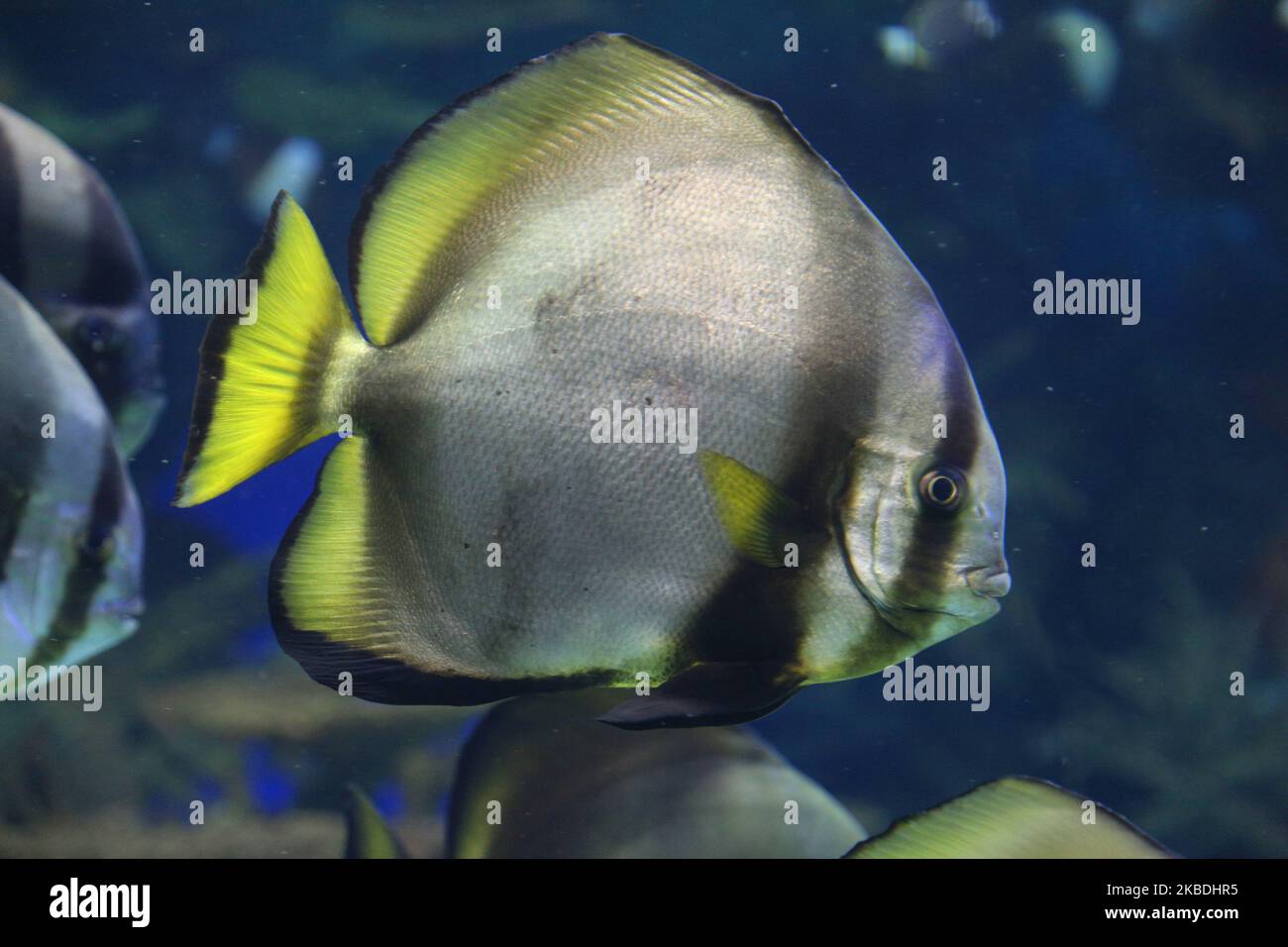 Exotic tropical fish at the Ripley's Aquarium of Canada on 21 December ...