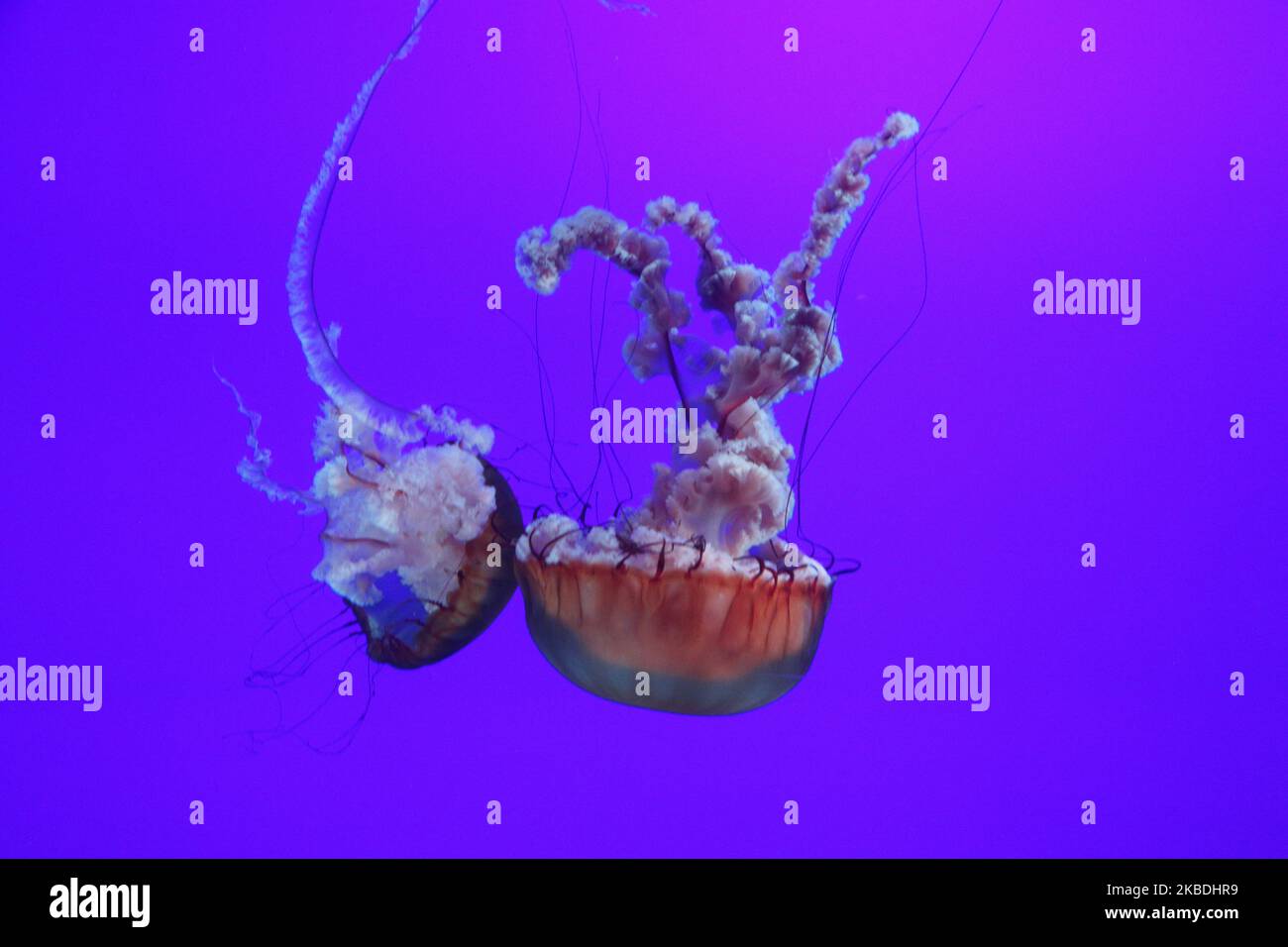 Pacific Sea Nettles jellyfish (Chrysaora fuscescens) at the Ripley's ...
