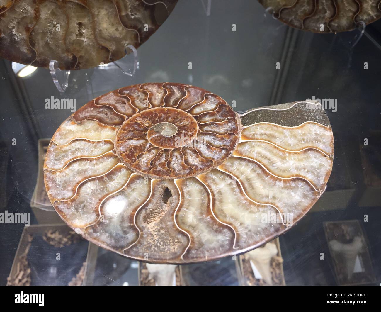 Fancy seashells at the Ripley's Aquarium of Canada on 21 December 2019 ...