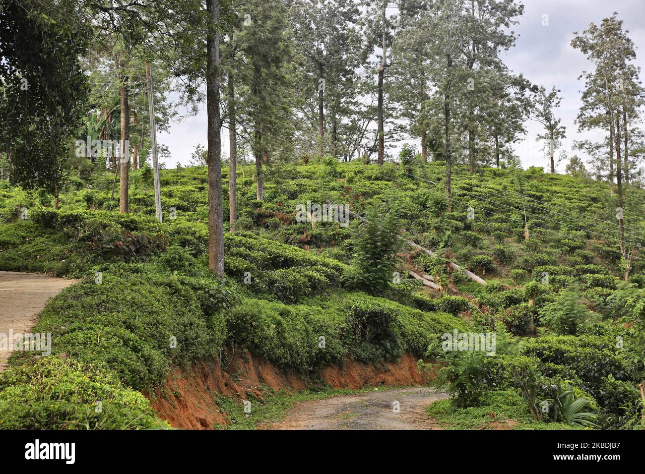 Tea plants at the Geragama Tea Estate in Pilimathalawa, Sri Lanka ...