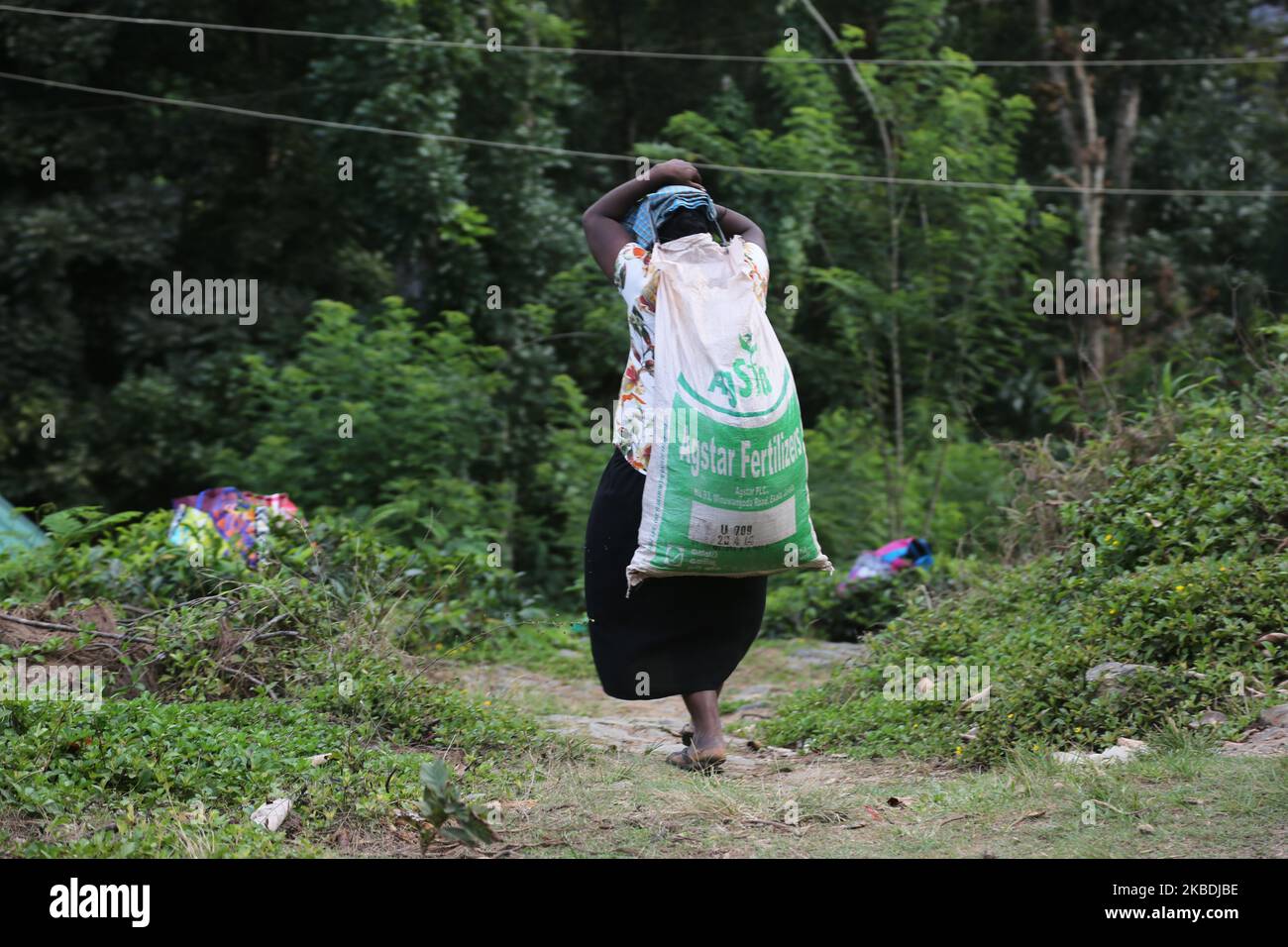 Geragama tea factory hi-res stock photography and images - Alamy