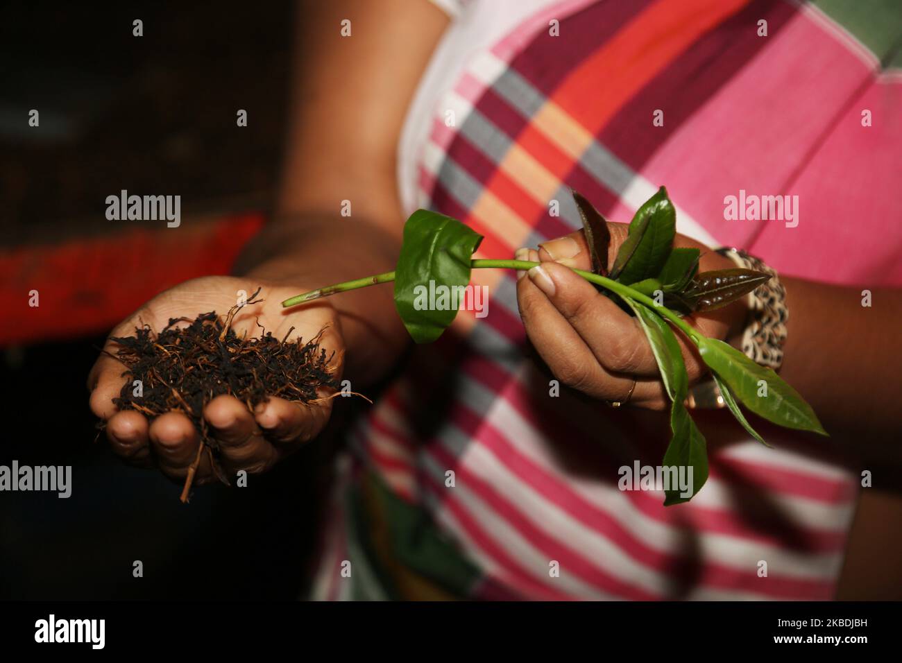 Woman holds fresh tea leaves and roasted tea leaves at the Geragama Tea ...