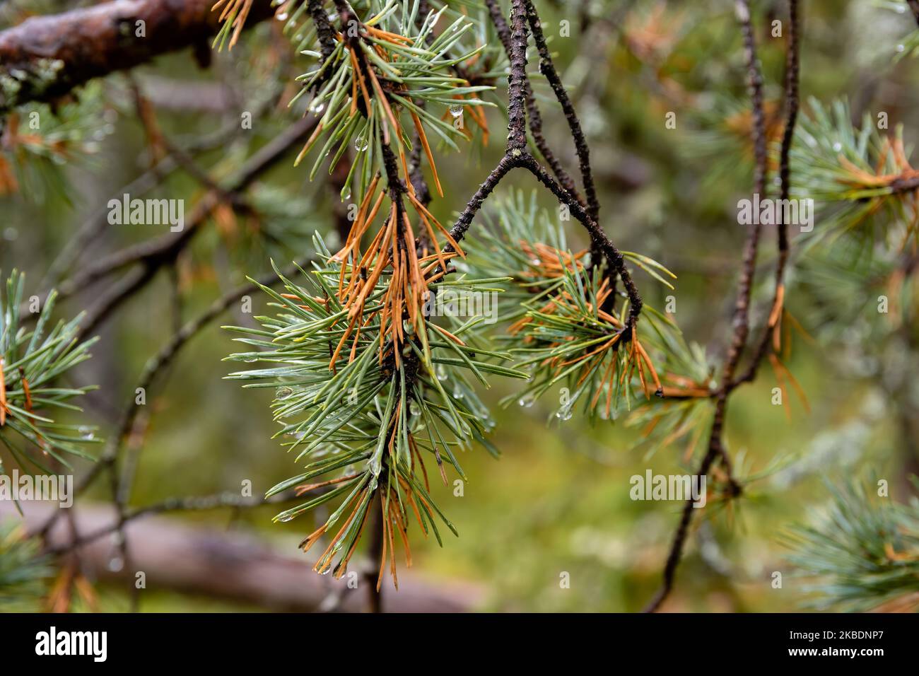 Green pine colors hi-res stock photography and images - Alamy