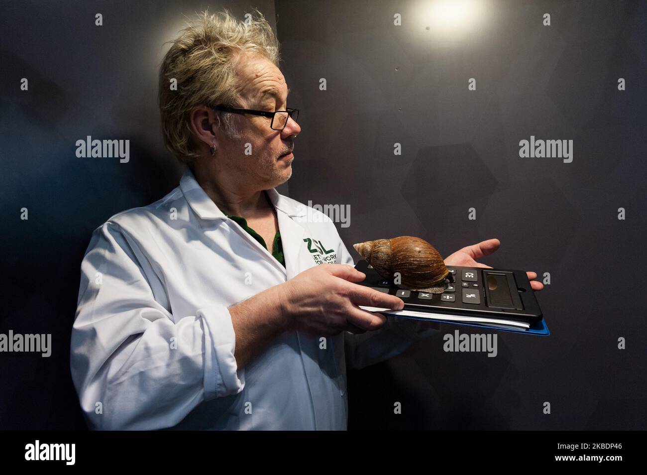 A zookeeper holds a giant African land snail during the annual ...