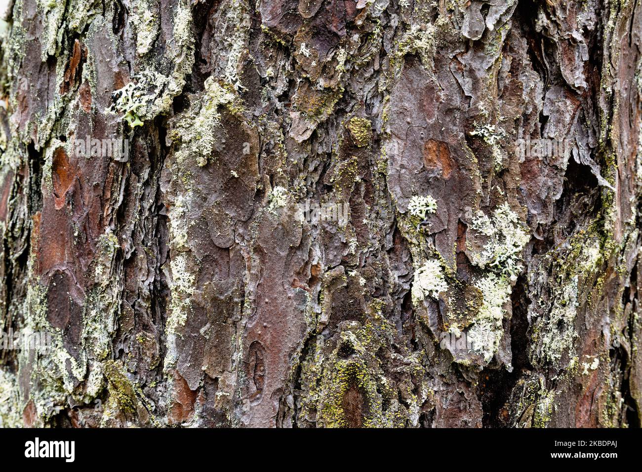 Pine tree ecology hi-res stock photography and images - Alamy