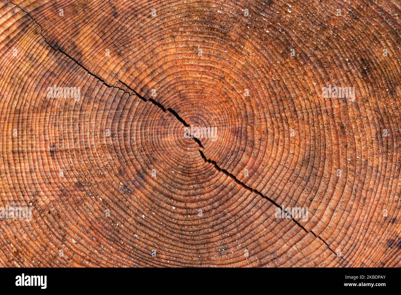 Close up wood texture hi-res stock photography and images - Alamy