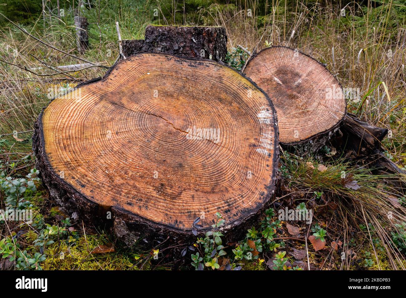 Lumber disc hi-res stock photography and images - Alamy