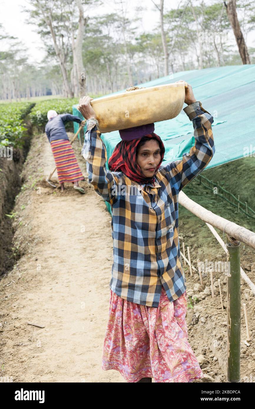 A female tea worker carries a bucket with plants on her head at the tea ...