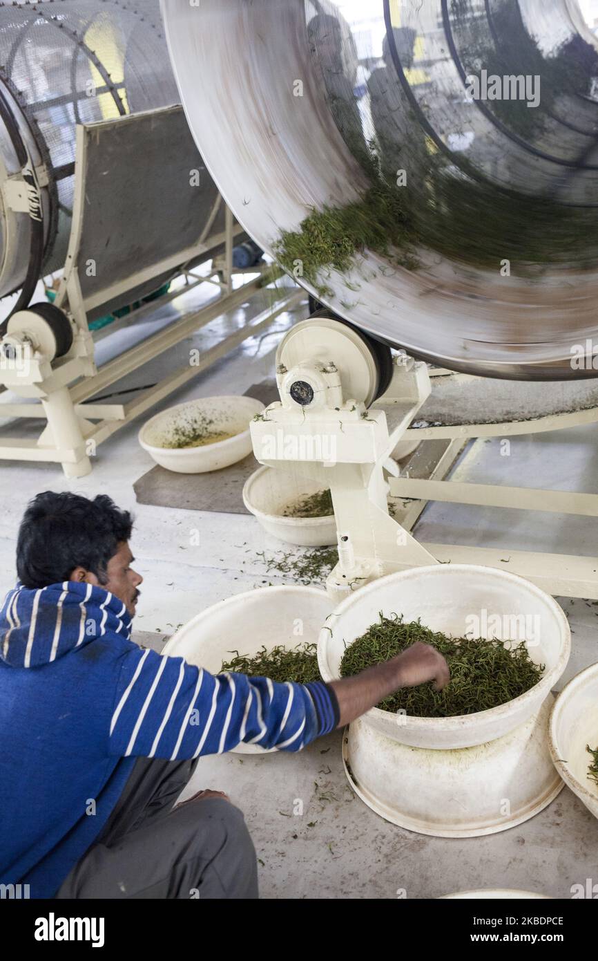 A male worker load tea leaves into a tea dryer at the tea factory at ...