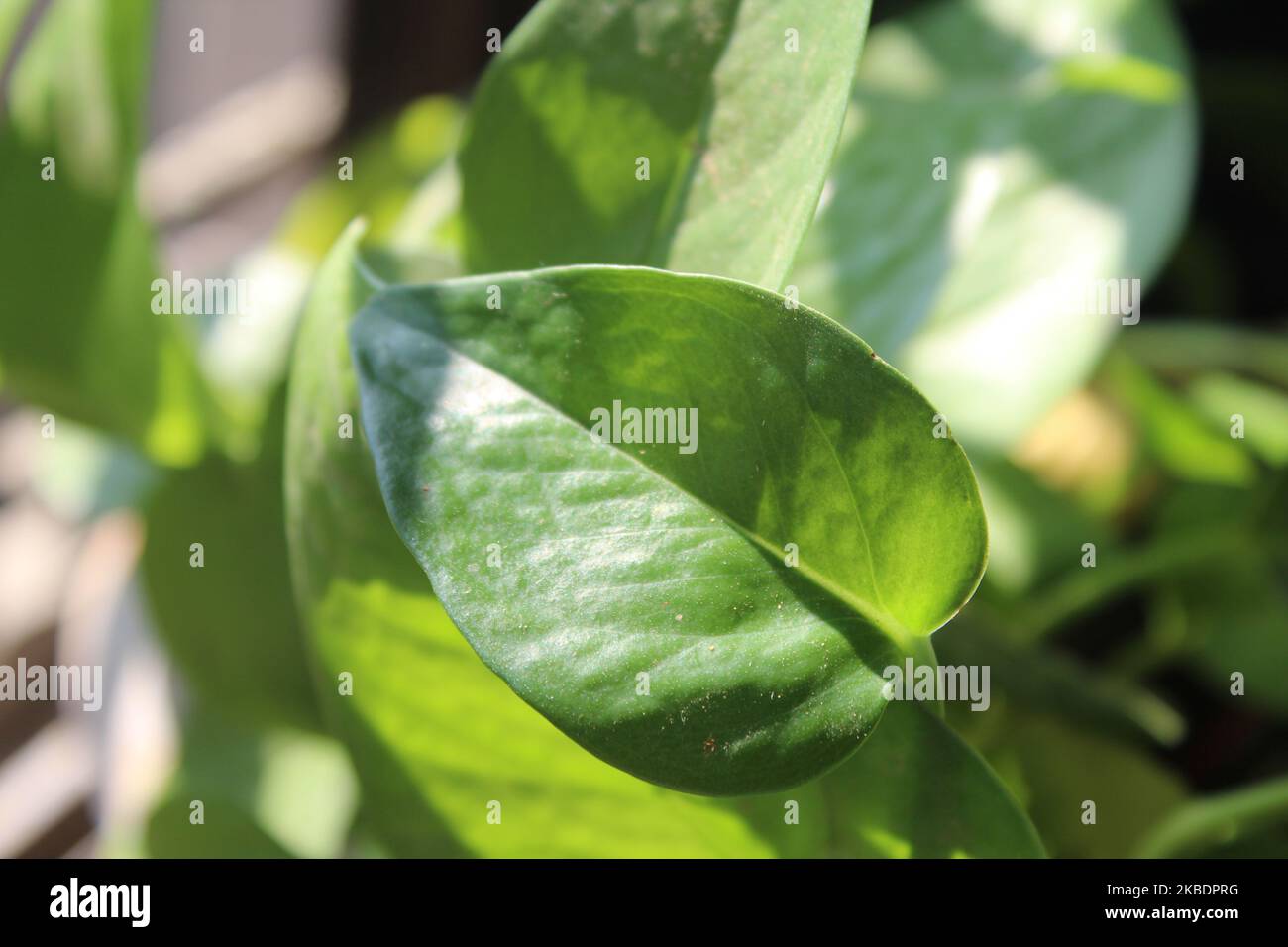 Pearl jade pothos hi-res stock photography and images - Alamy