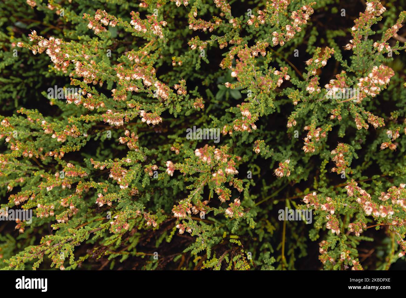 Heather (Calluna vulgaris) close up in autumn Stock Photo - Alamy