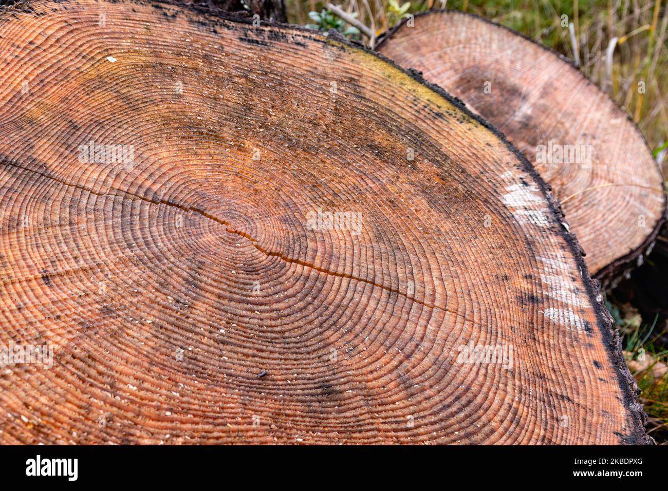 Wooden discs of a cut pine tree in nature, close up Stock Photo - Alamy