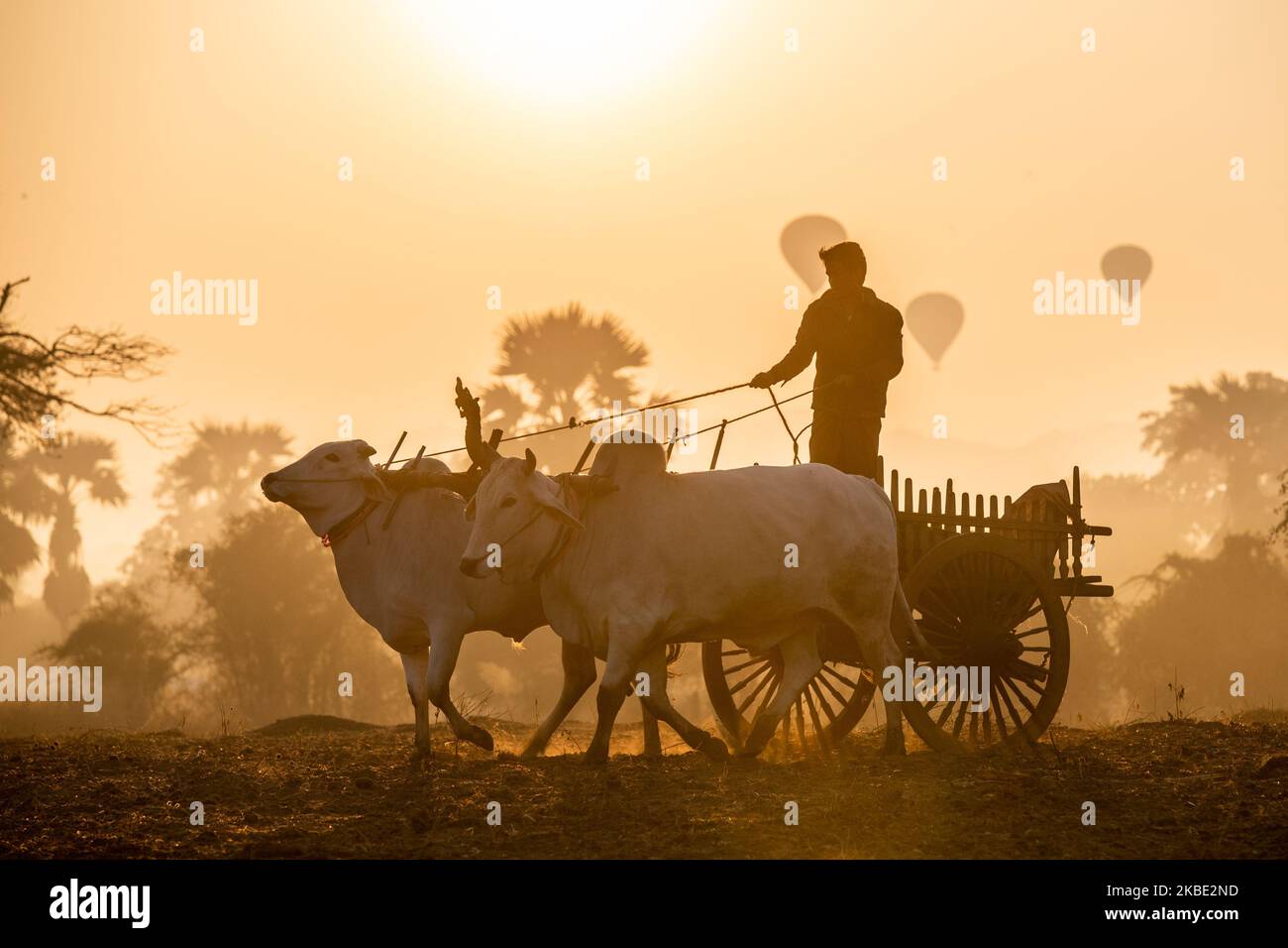 A farmer drives his bullock cart through the field during sunrise in ...