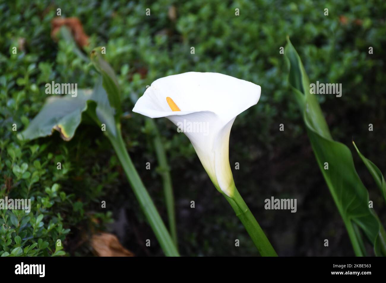 a white Alcatraz plant is seen in a park on January 8, 2020 in Mexico ...